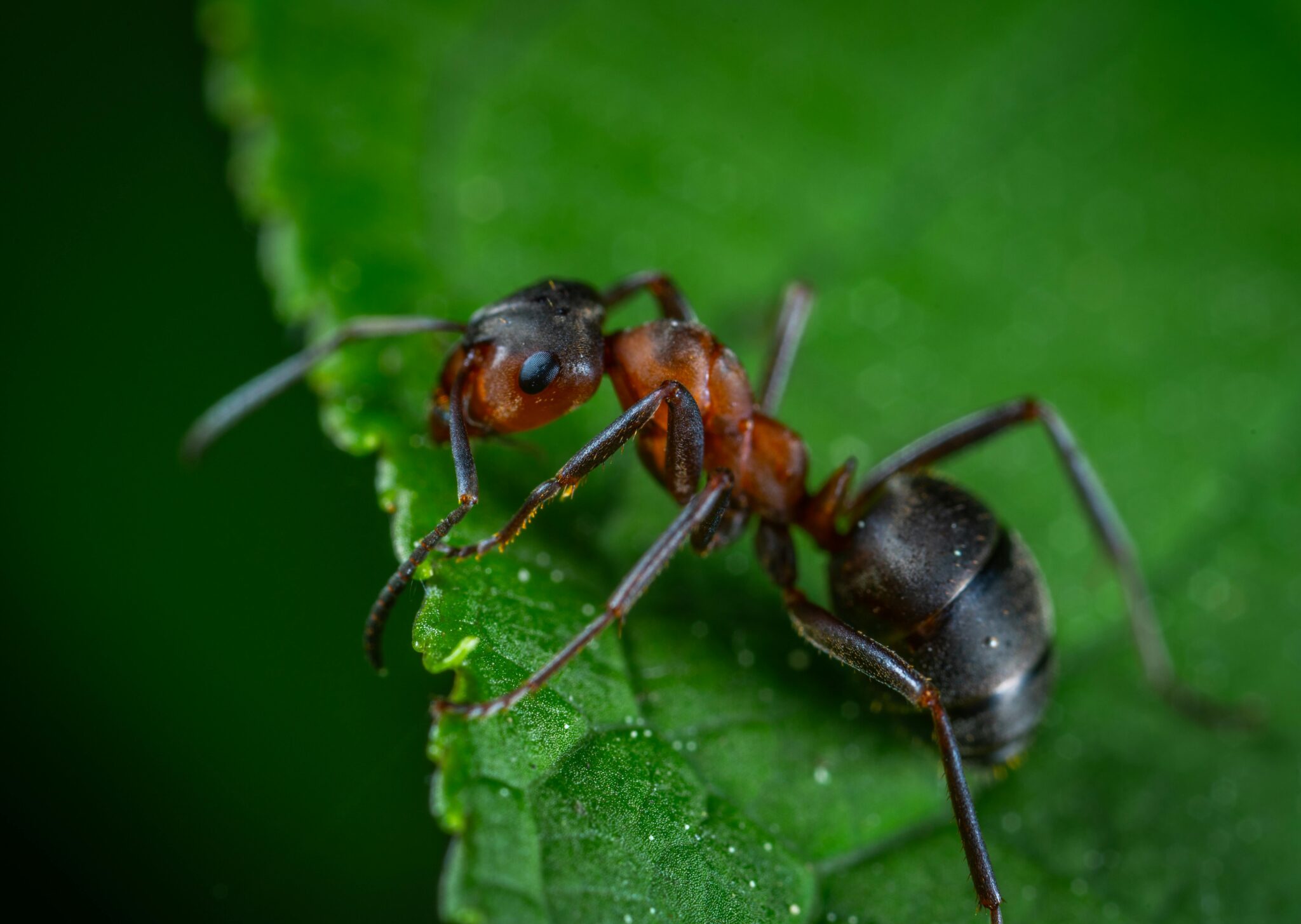 Pest Control Service | Pest Control Spring Hill, FL